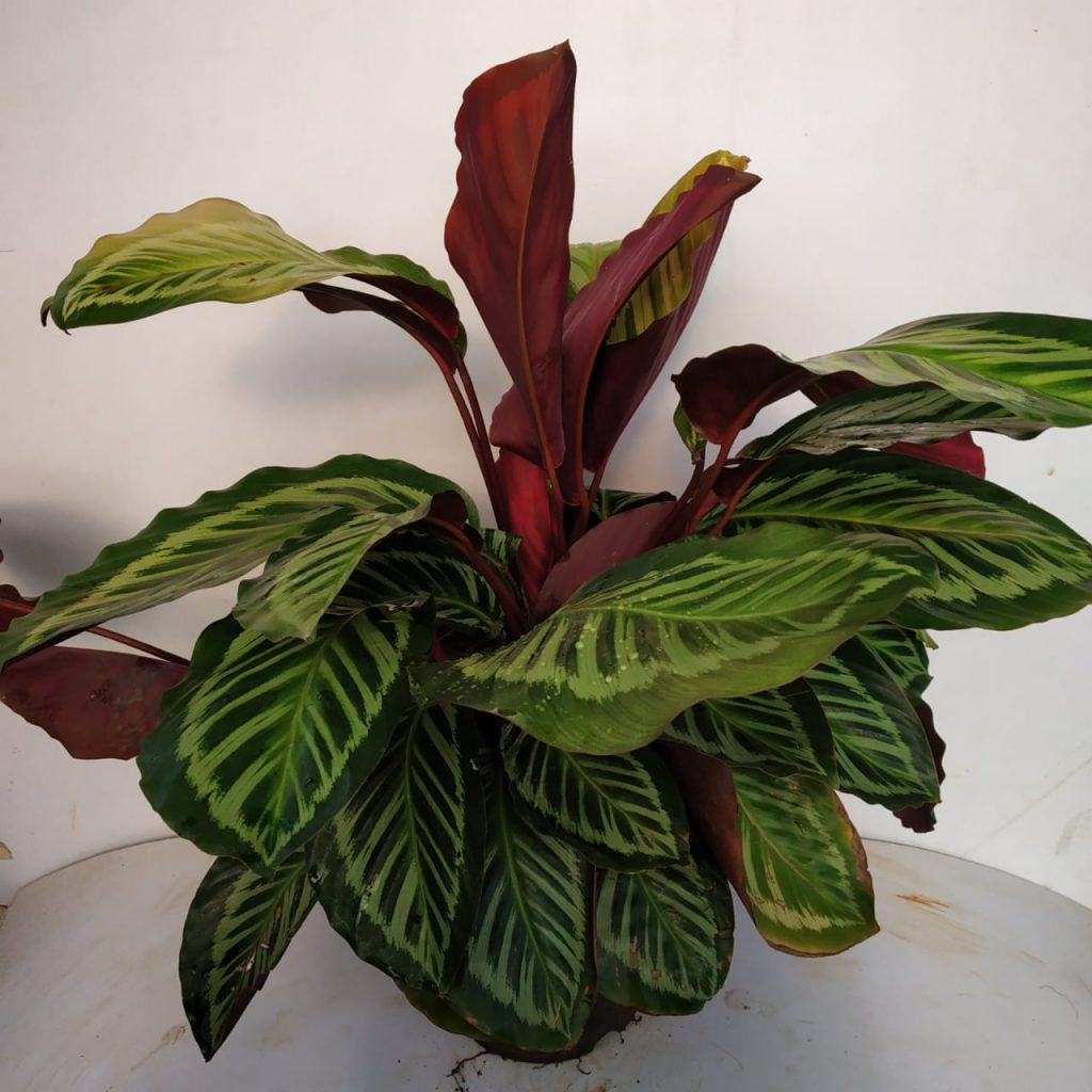 Calathea Roseopicta Cora Large - NurseryBuy