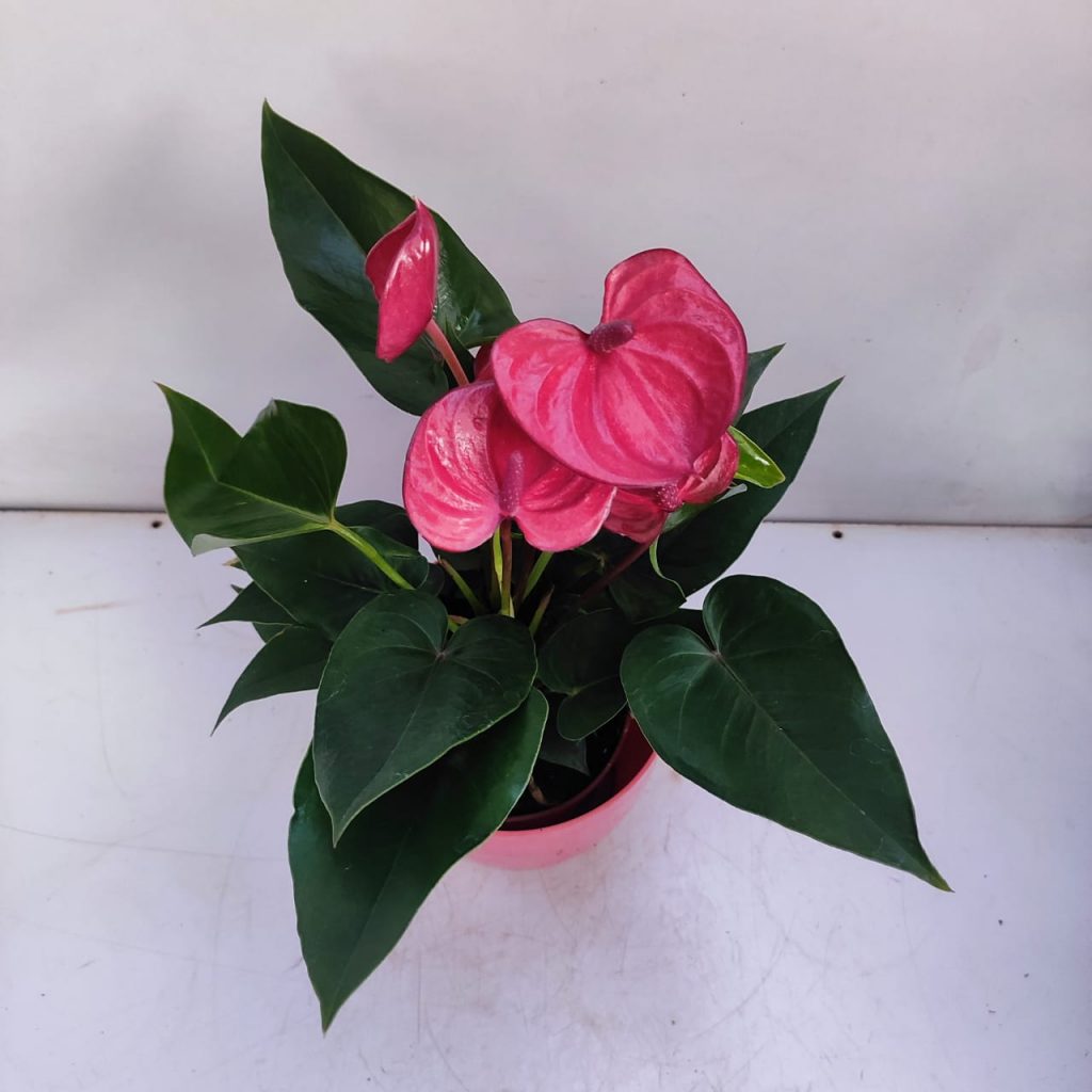 Anthurium X 'Red Hot' - NurseryBuy