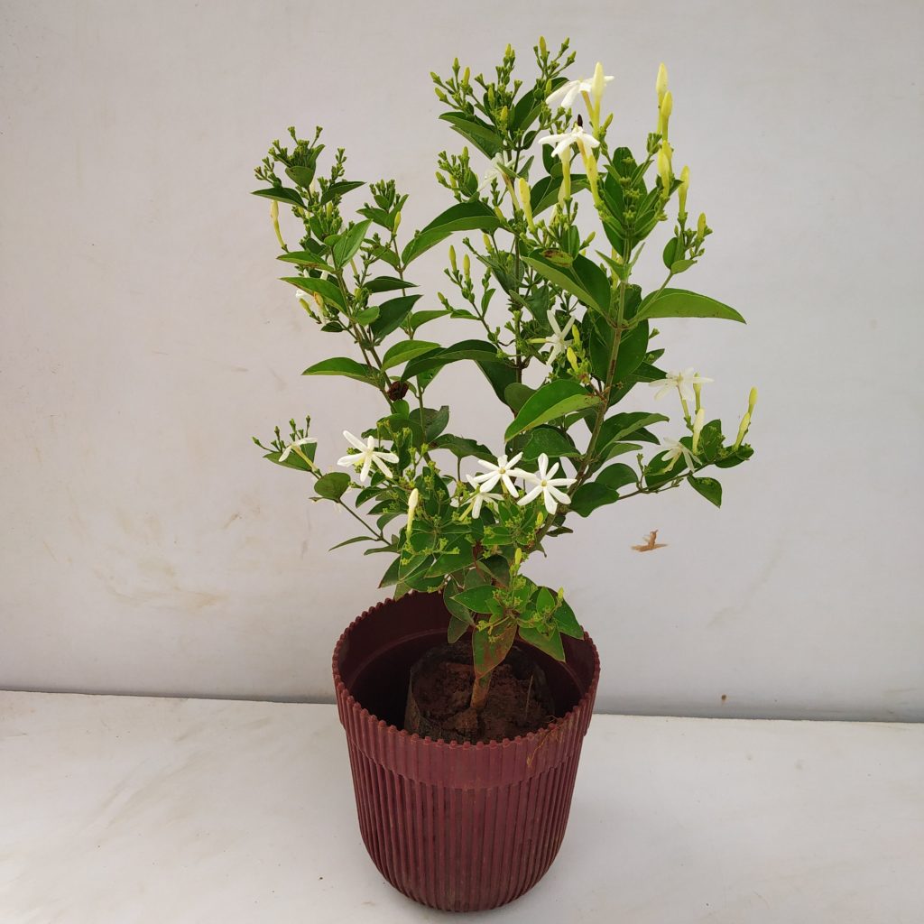 Jasminum Auriculatum, Juhi - NurseryBuy