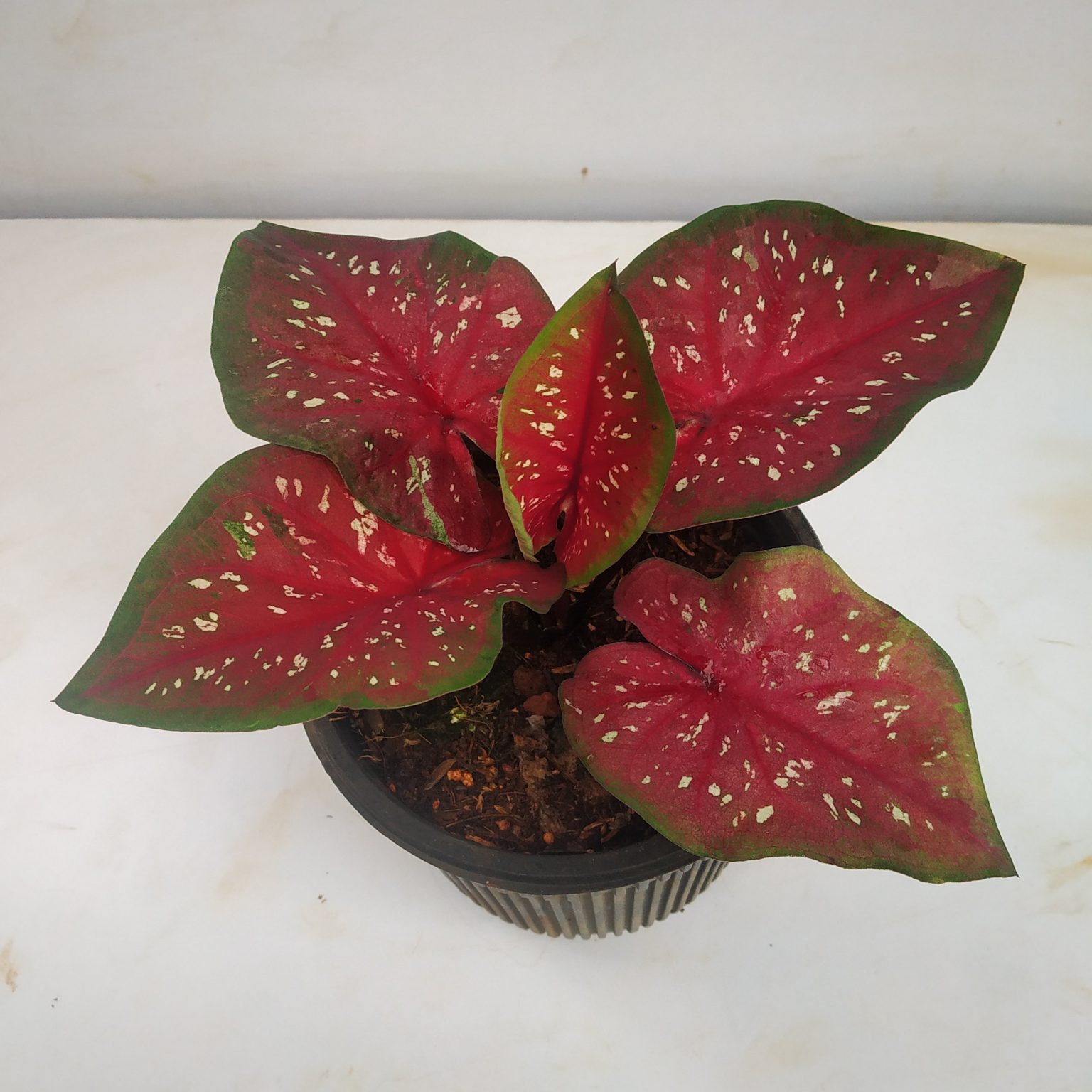 Caladium Red Flash Hybrid - NurseryBuy