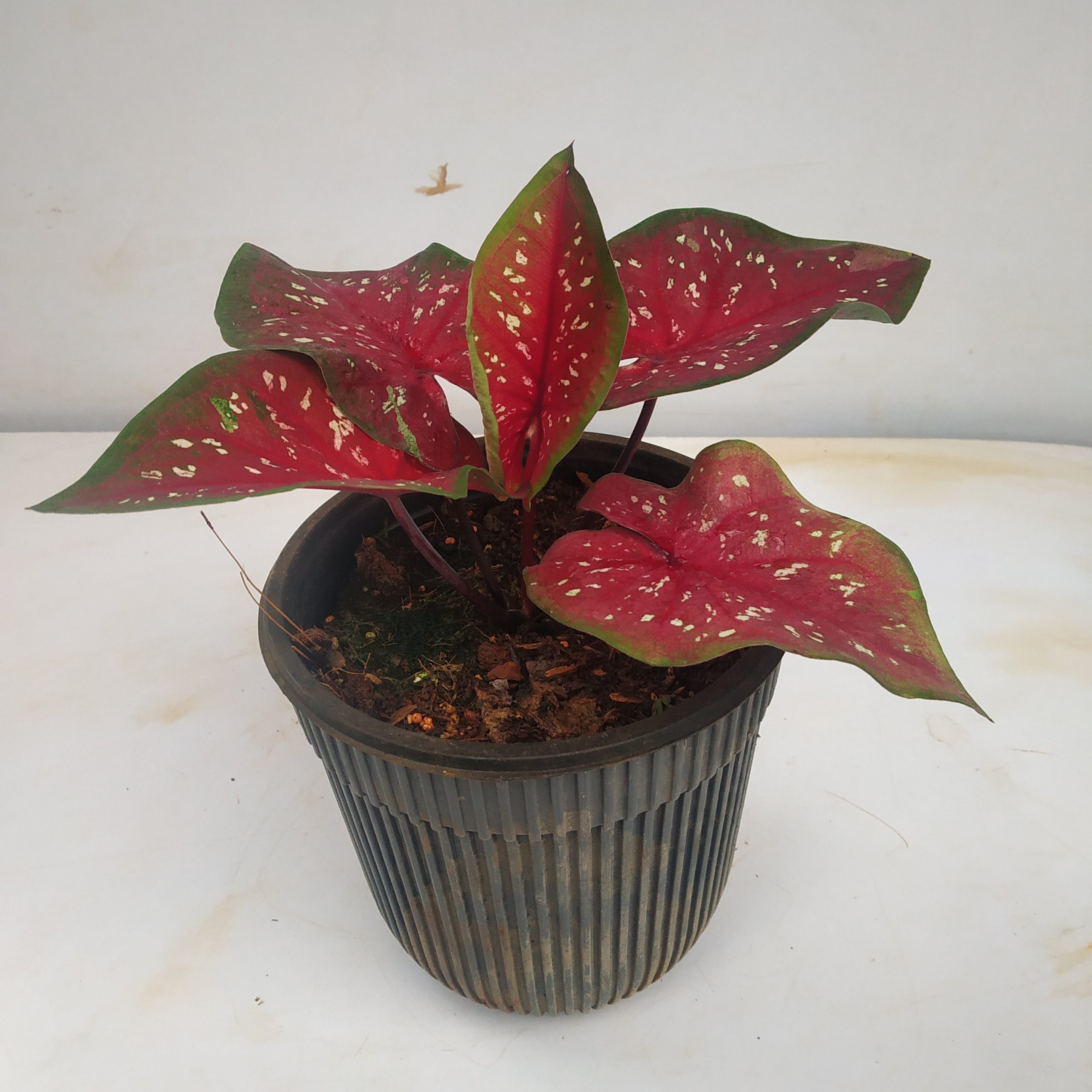 Caladium Red Flash Hybrid - NurseryBuy