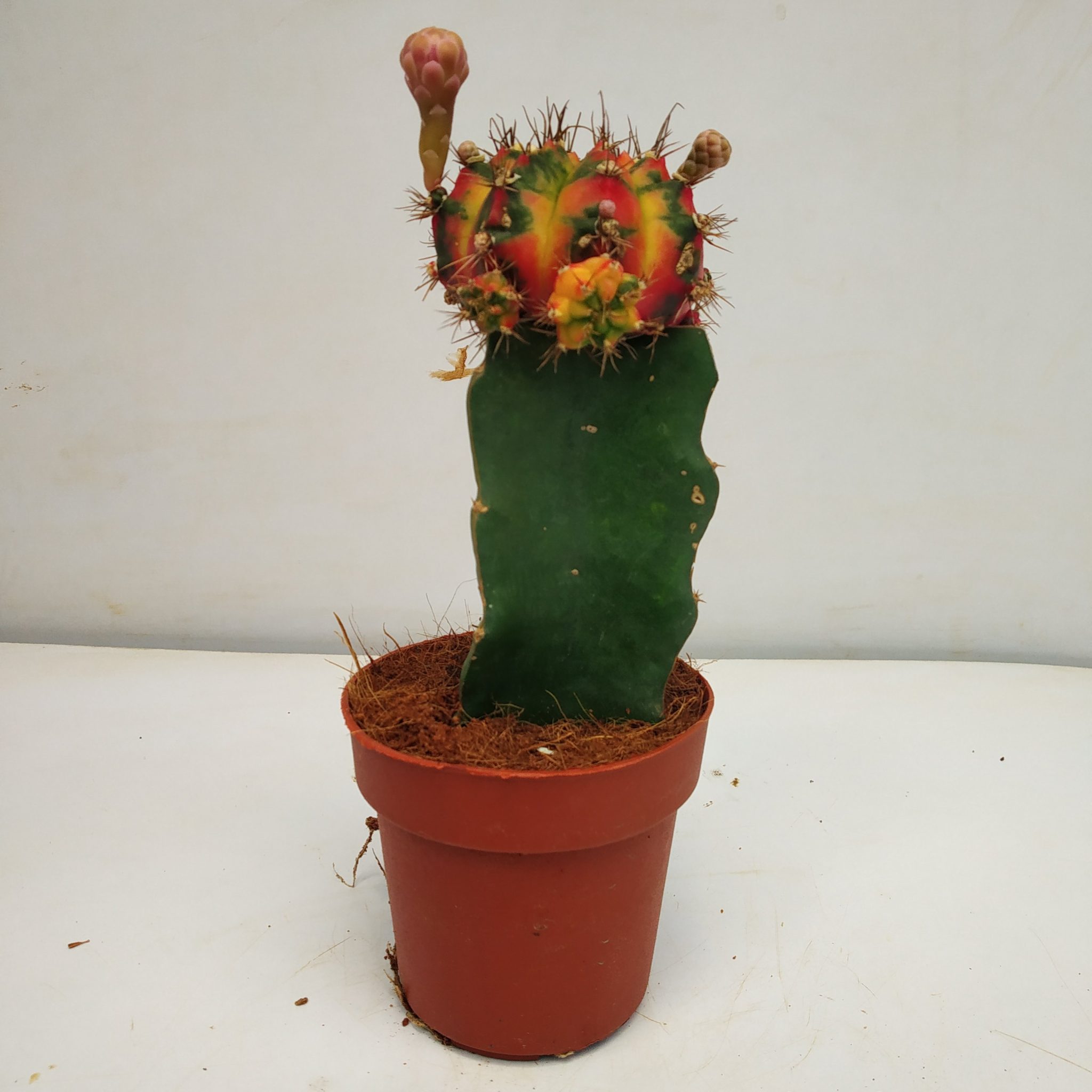 Gymnocalycium Damsii Variegated Moon Cactus - NurseryBuy
