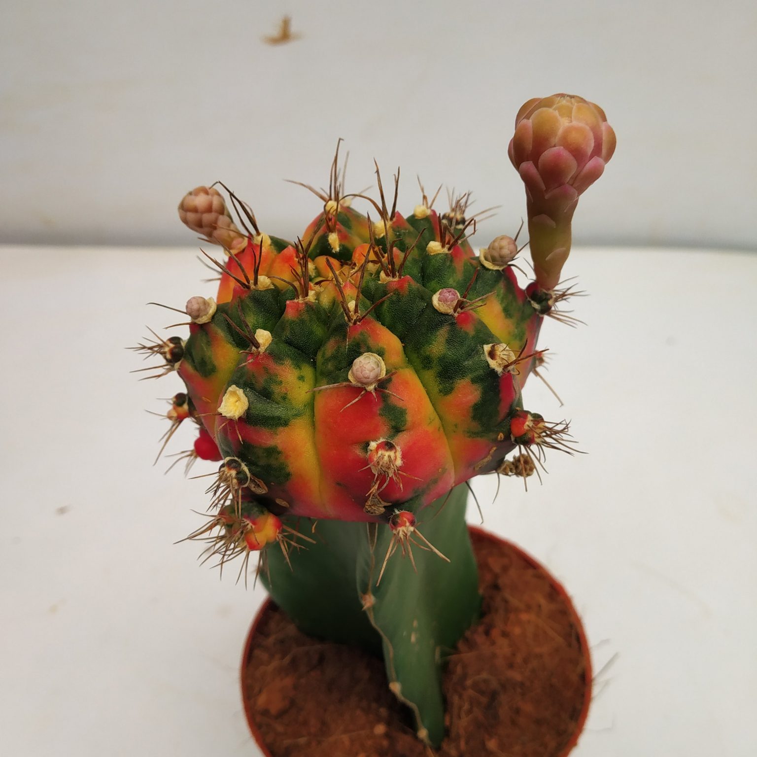 Gymnocalycium Damsii Variegated Moon Cactus - NurseryBuy