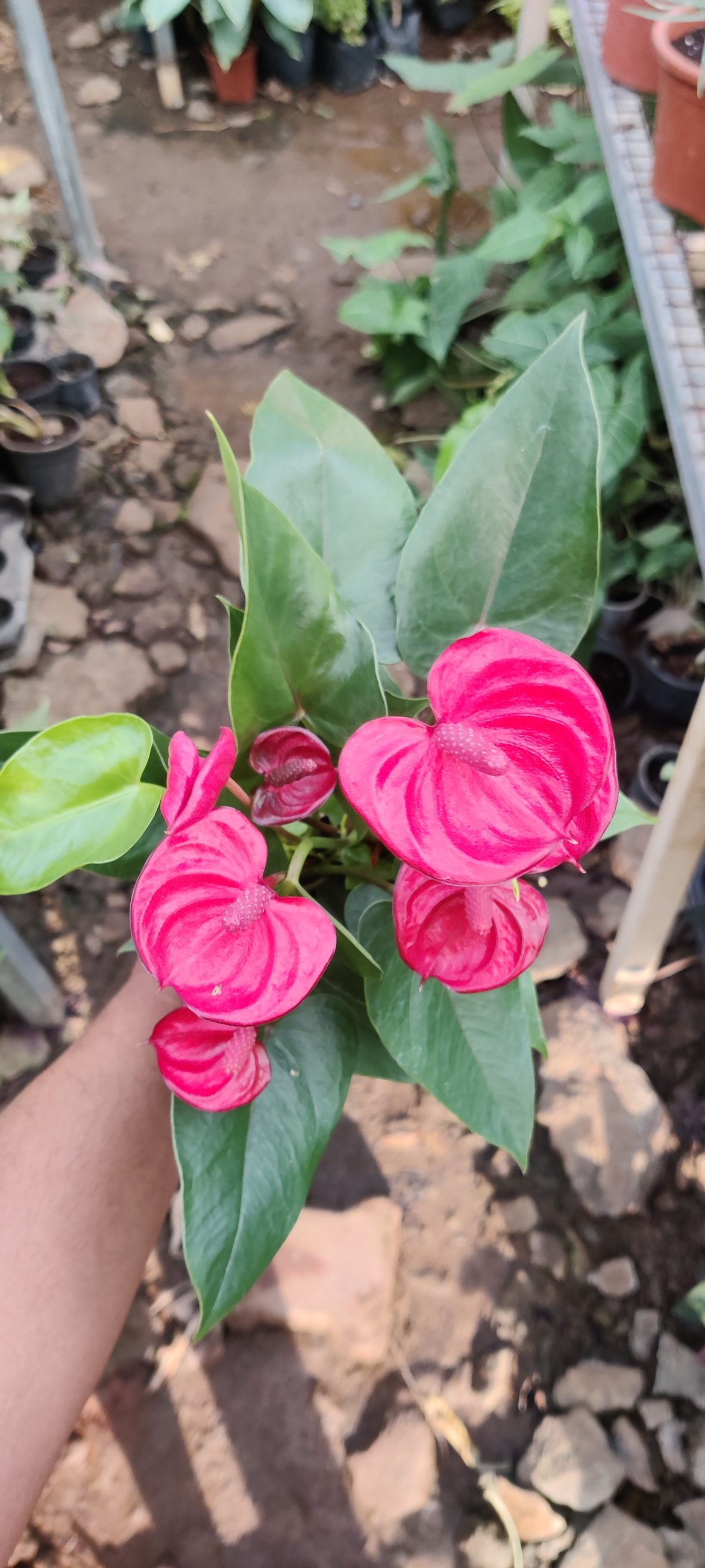 Anthurium X 'Red Hot' - NurseryBuy