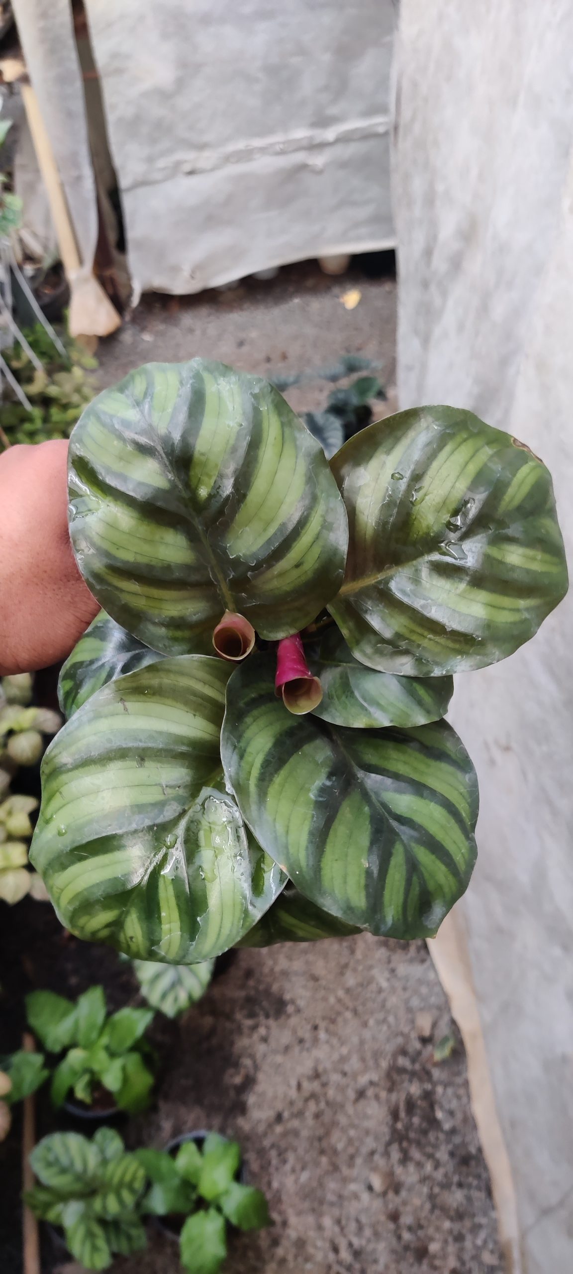Calathea Fasciata - NurseryBuy