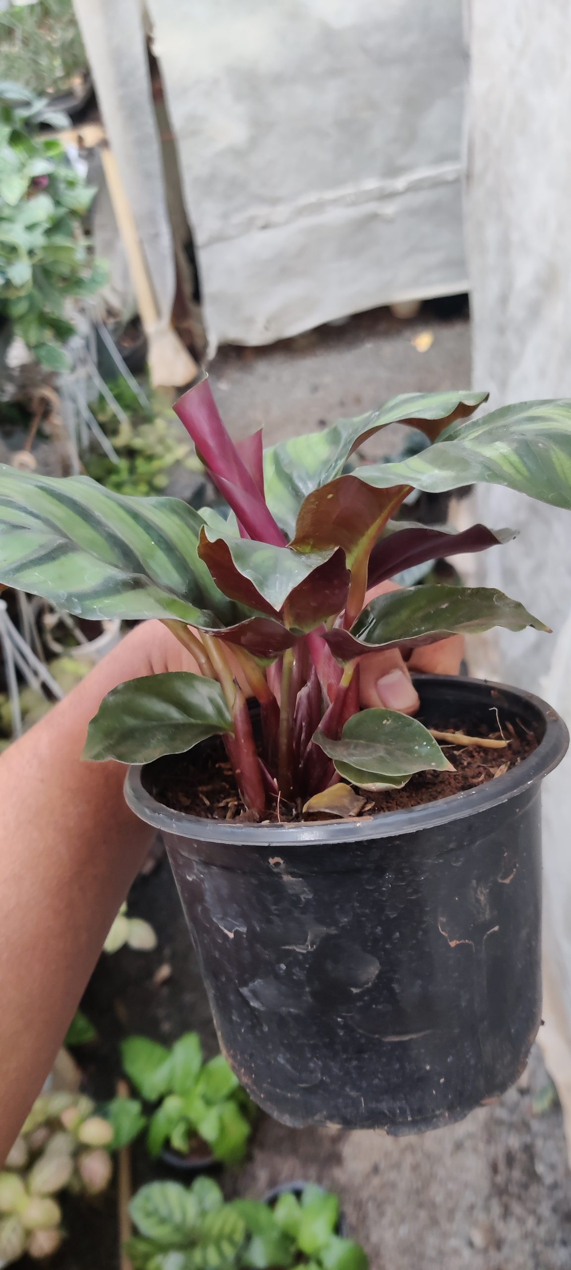 Calathea Fasciata - NurseryBuy