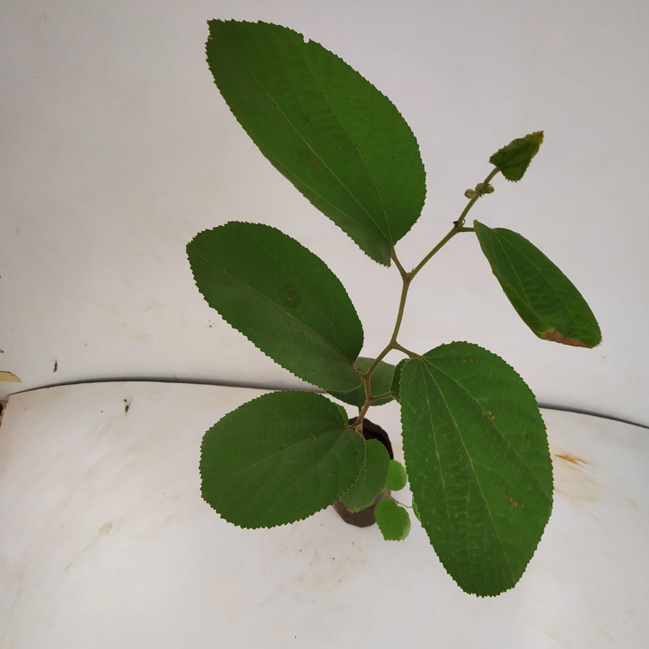 Phalsa Berry - NurseryBuy