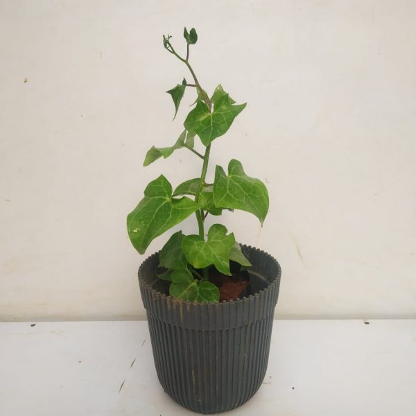 Senecio Macroglossus (Wax Ivy) - NurseryBuy