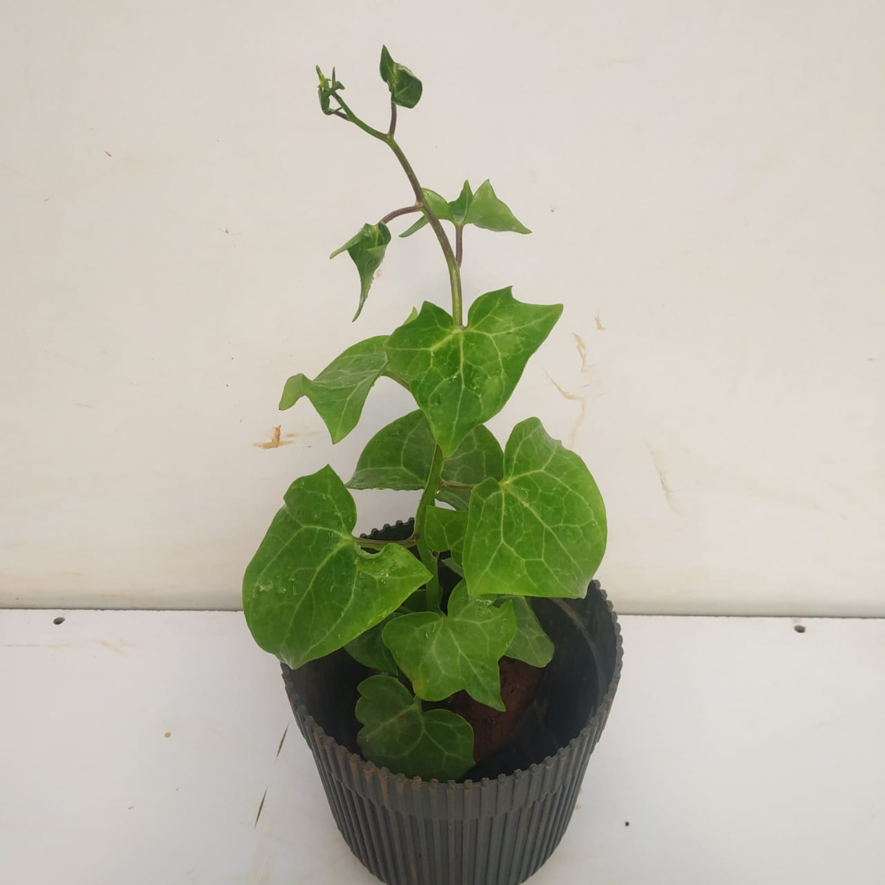 Senecio Macroglossus (Wax Ivy) - NurseryBuy