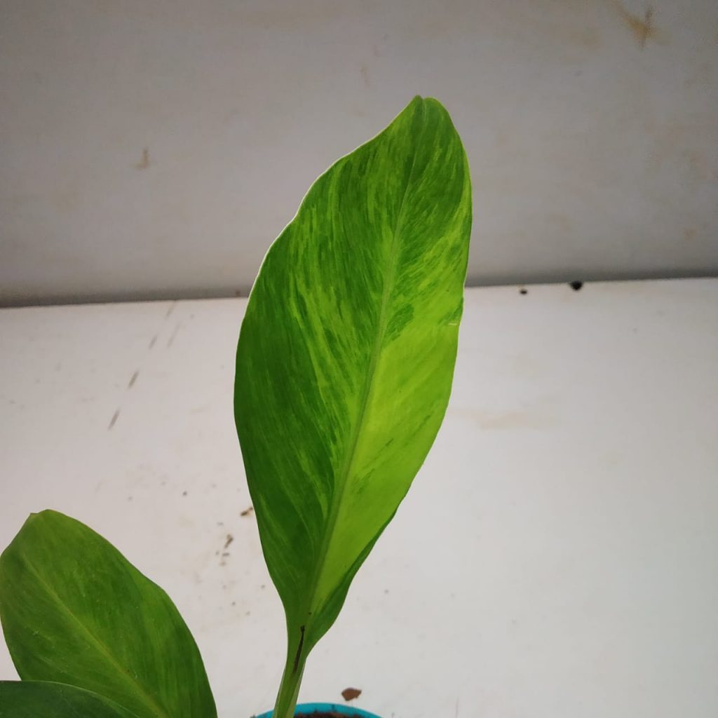 Variegated Banana Plant (Musa Spp) - NurseryBuy