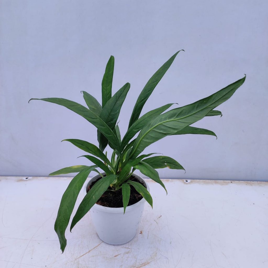 Philodendron Campii 'Lynette' - NurseryBuy