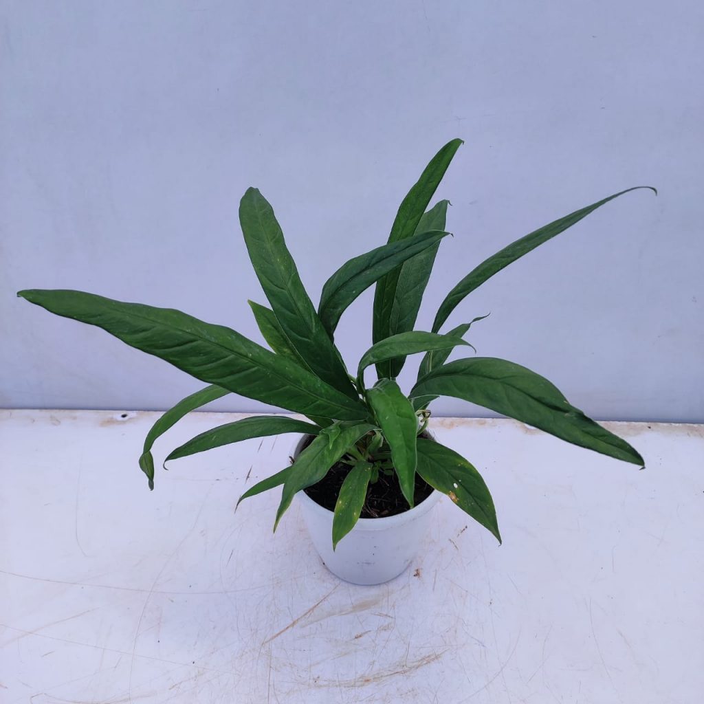 Philodendron Campii 'Lynette' - NurseryBuy