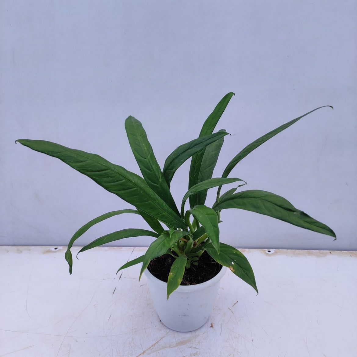 Philodendron Campii 'Lynette' - NurseryBuy
