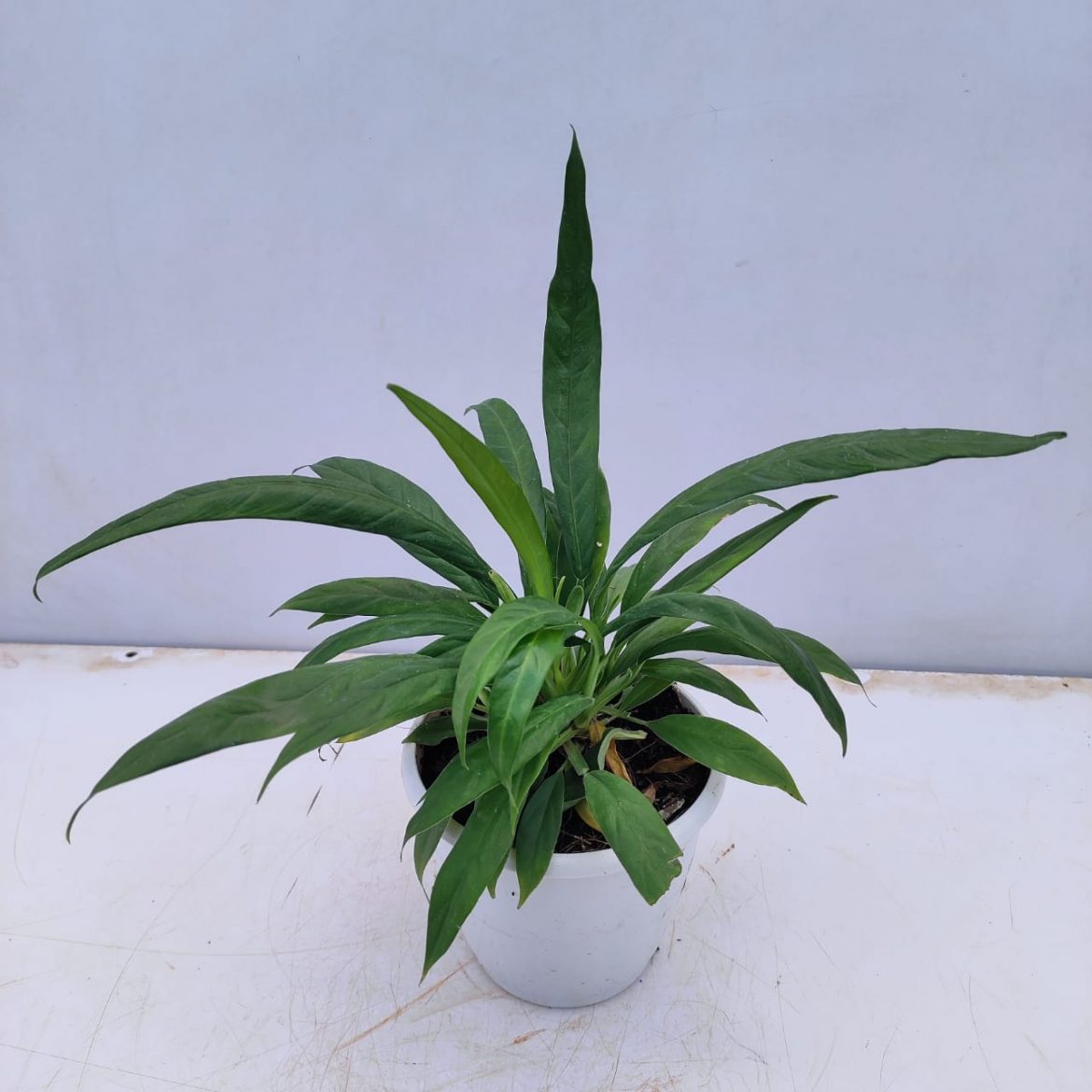 Philodendron Campii 'Lynette' - NurseryBuy