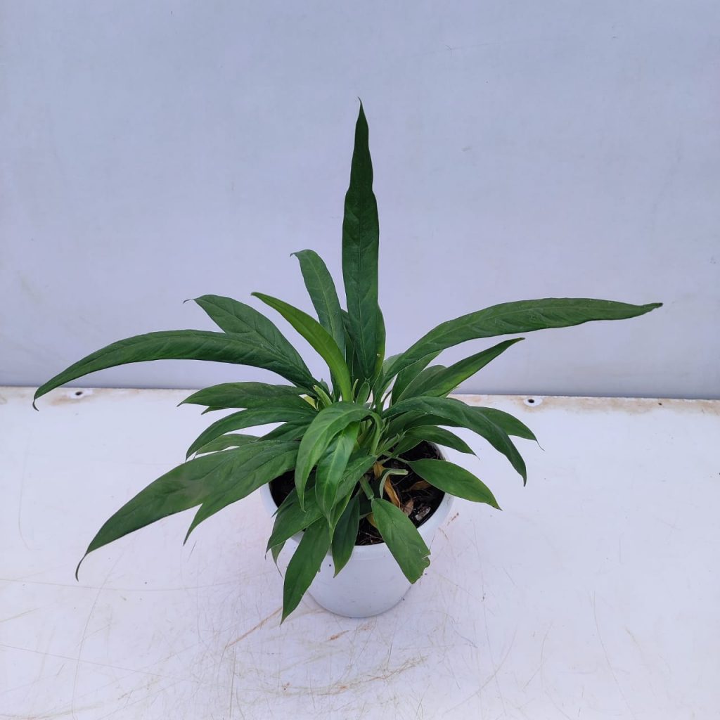 Philodendron Campii 'Lynette' - NurseryBuy