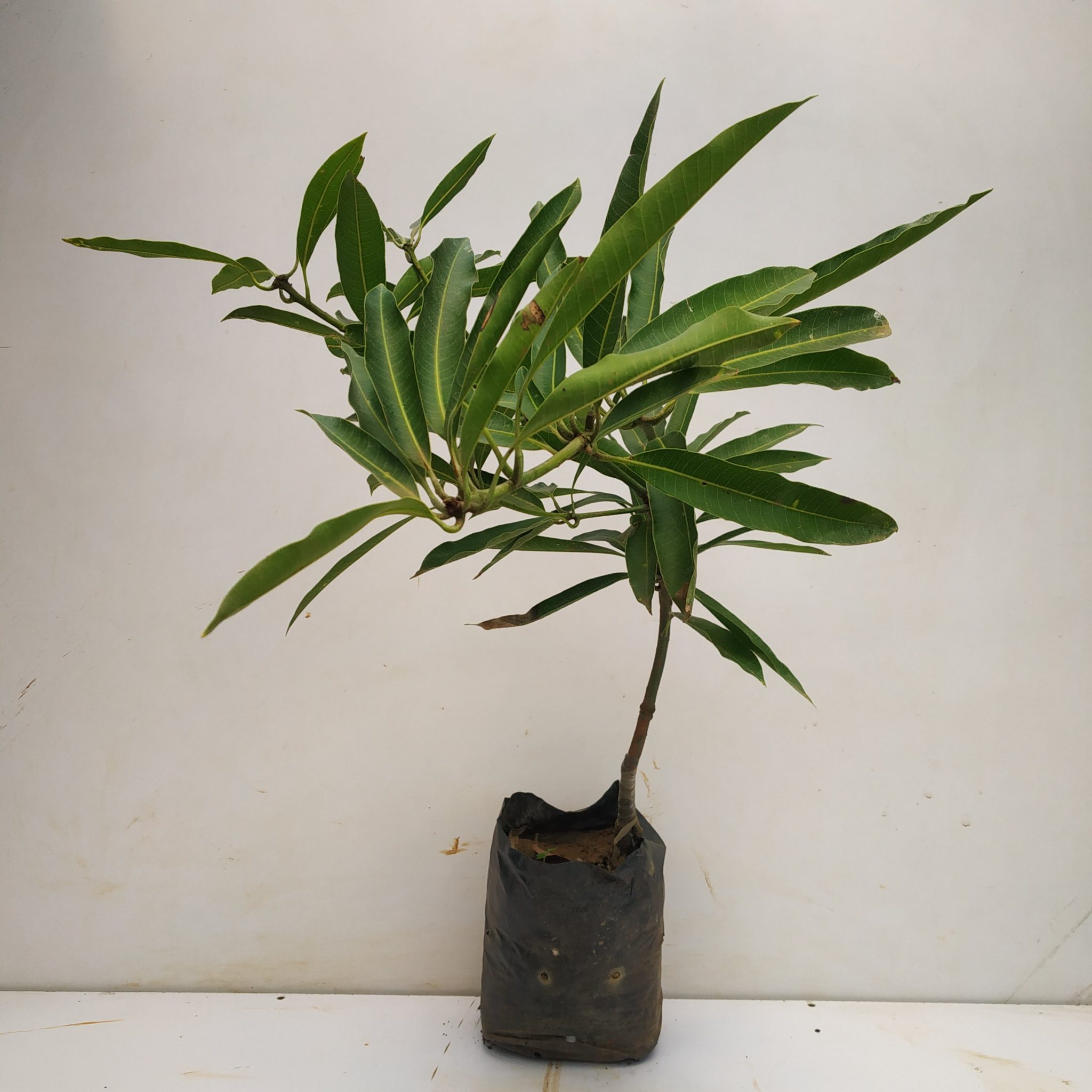 Spondias Mombin (Hog Plum) - NurseryBuy