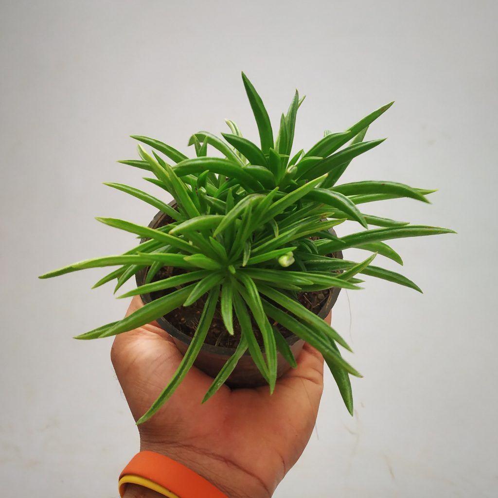 Peperomia ferreyrae 'Happy Bean' - NurseryBuy