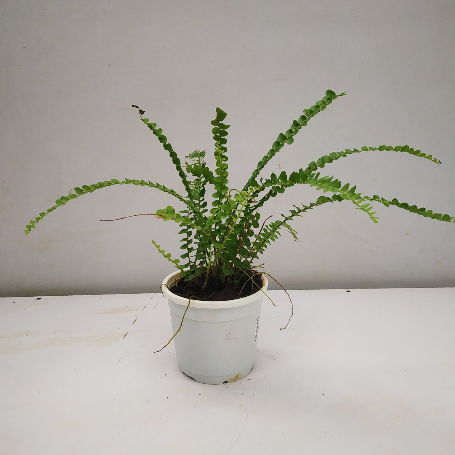 Nephrolepis Cordifolia 'Duffii' (Lemon Button Fern) - NurseryBuy