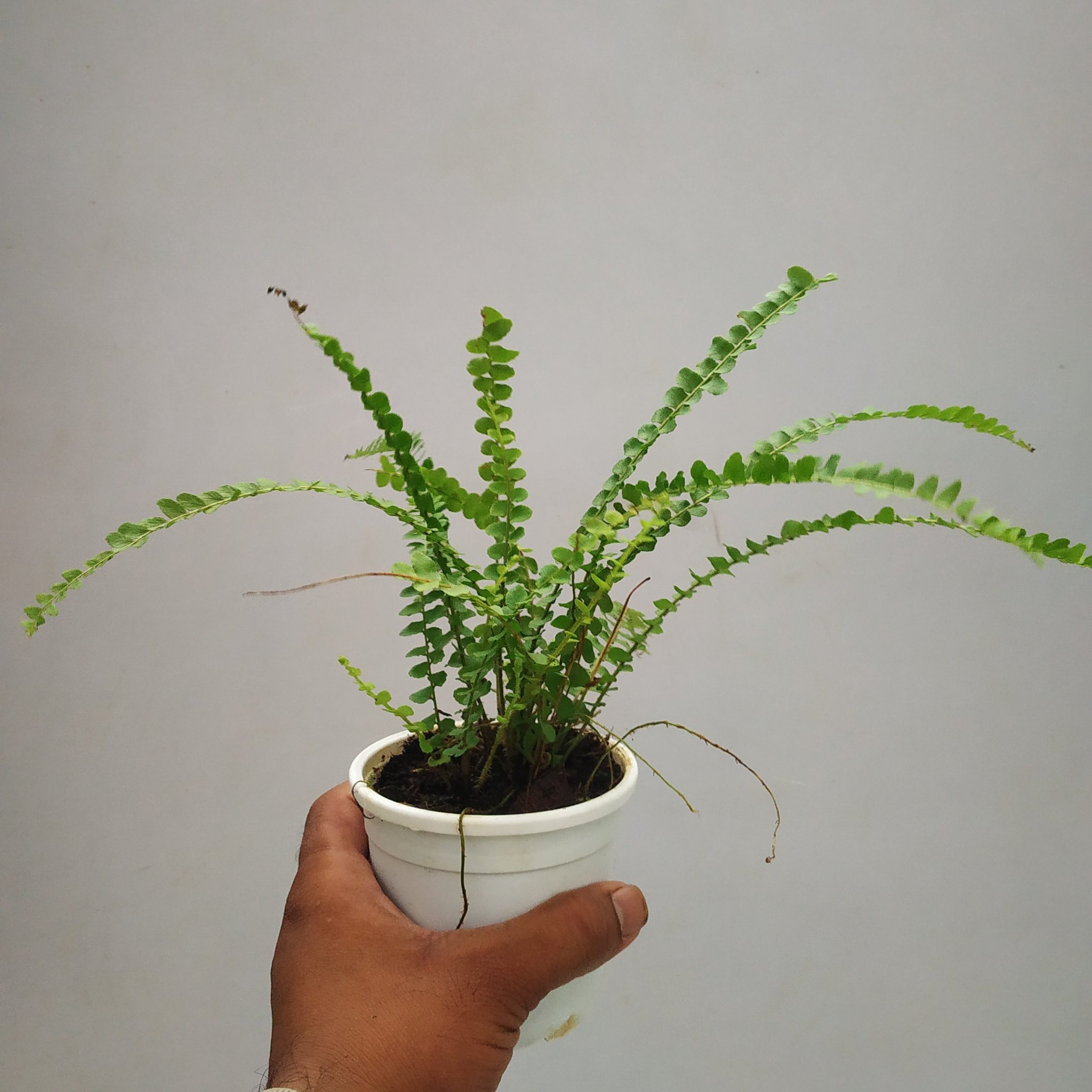 Nephrolepis Cordifolia 'Duffii' (Lemon Button Fern) - NurseryBuy