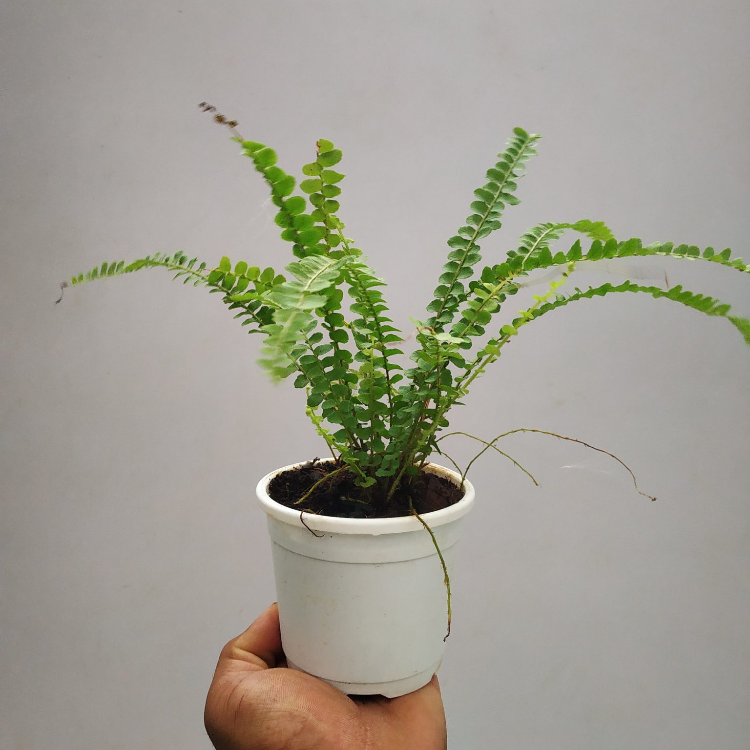 Nephrolepis Cordifolia 'Duffii' (Lemon Button Fern) - NurseryBuy