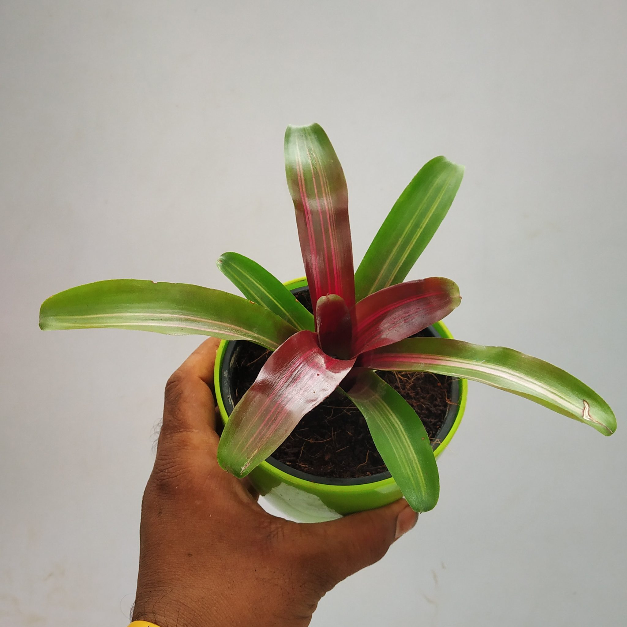 Bromeliad Neoregelia 'Magali' - NurseryBuy
