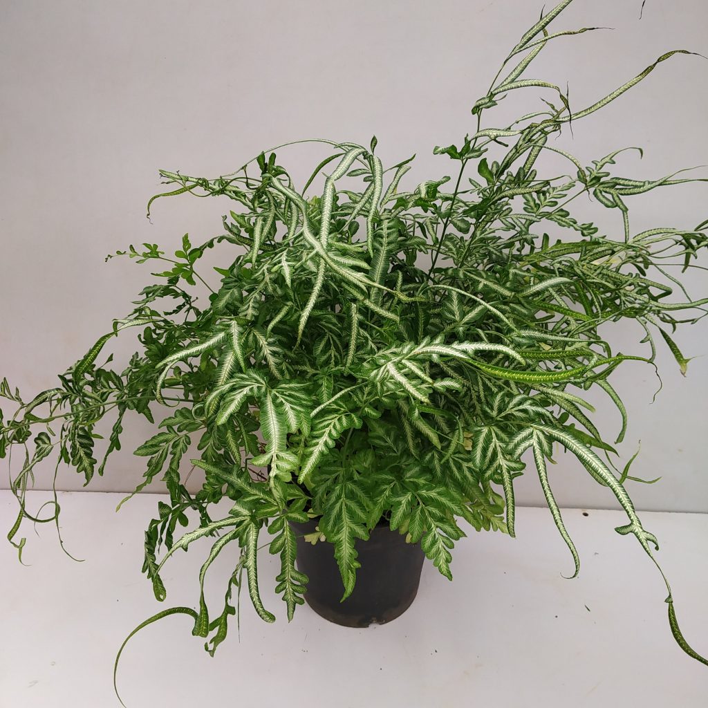 Pteris Ensiformis ‘Evergemiensis’ (Silver Lace Fern) - NurseryBuy