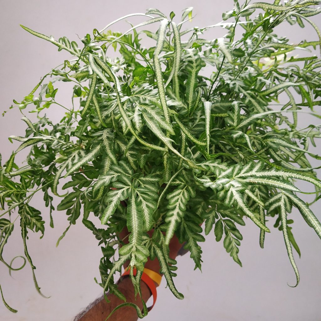 Pteris Ensiformis ‘Evergemiensis’ (Silver Lace Fern) - NurseryBuy