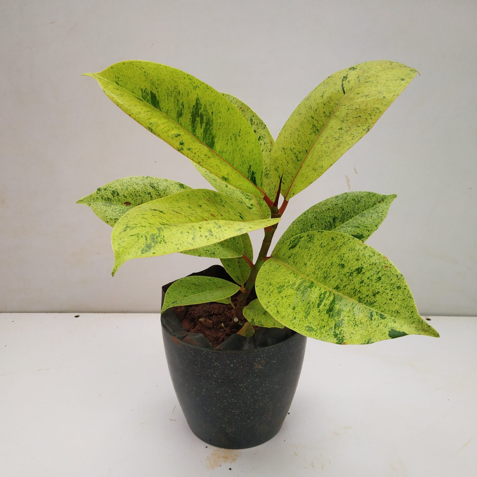 Ficus Elastica Shivereana - NurseryBuy