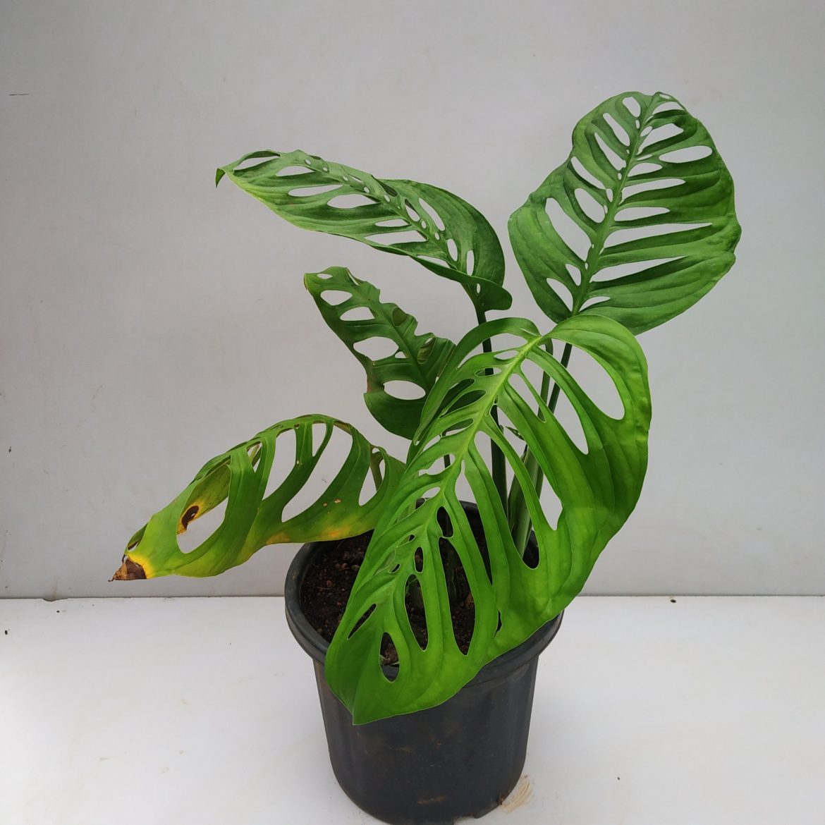 Monstera 'Esqueleto' - NurseryBuy