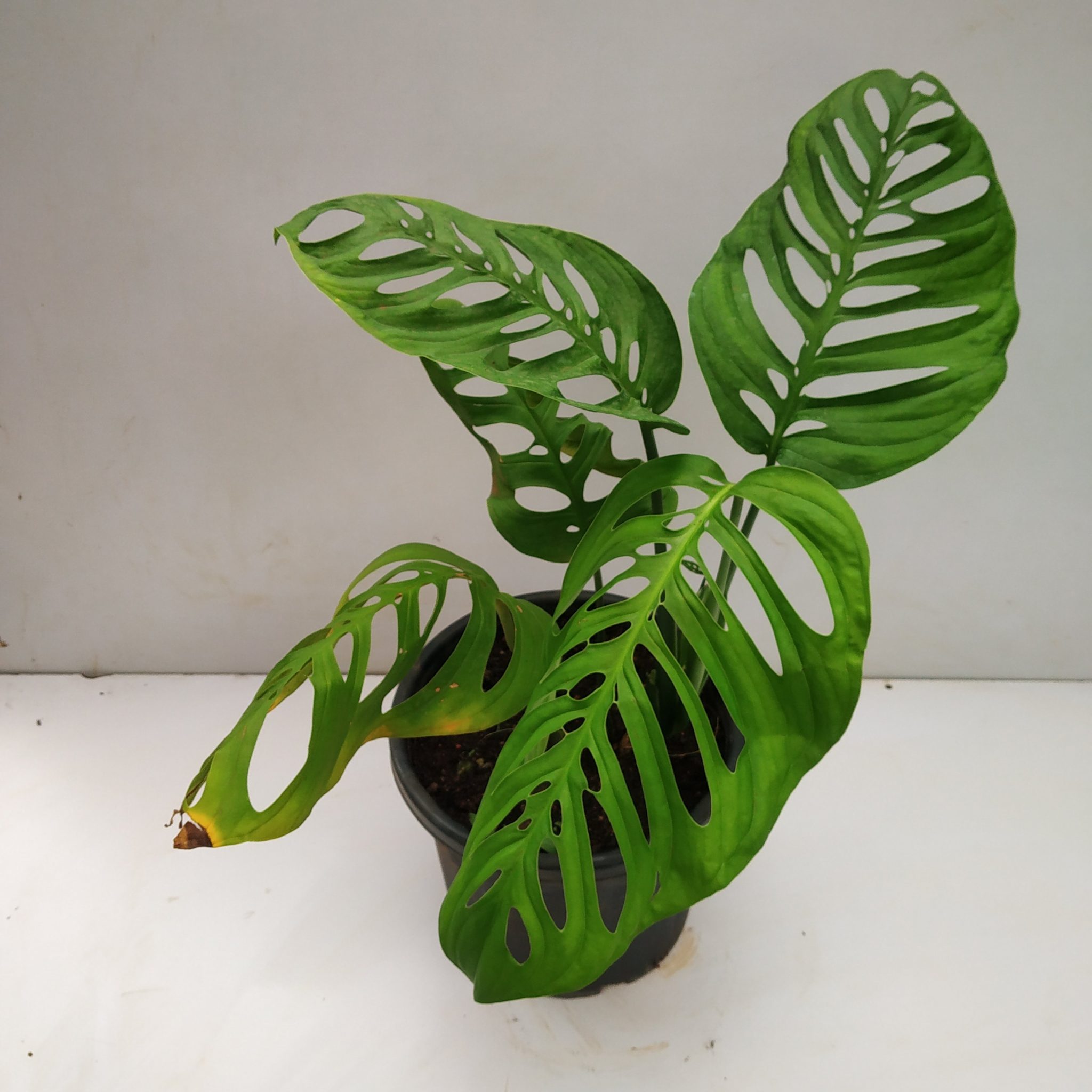 Monstera 'Esqueleto' - NurseryBuy