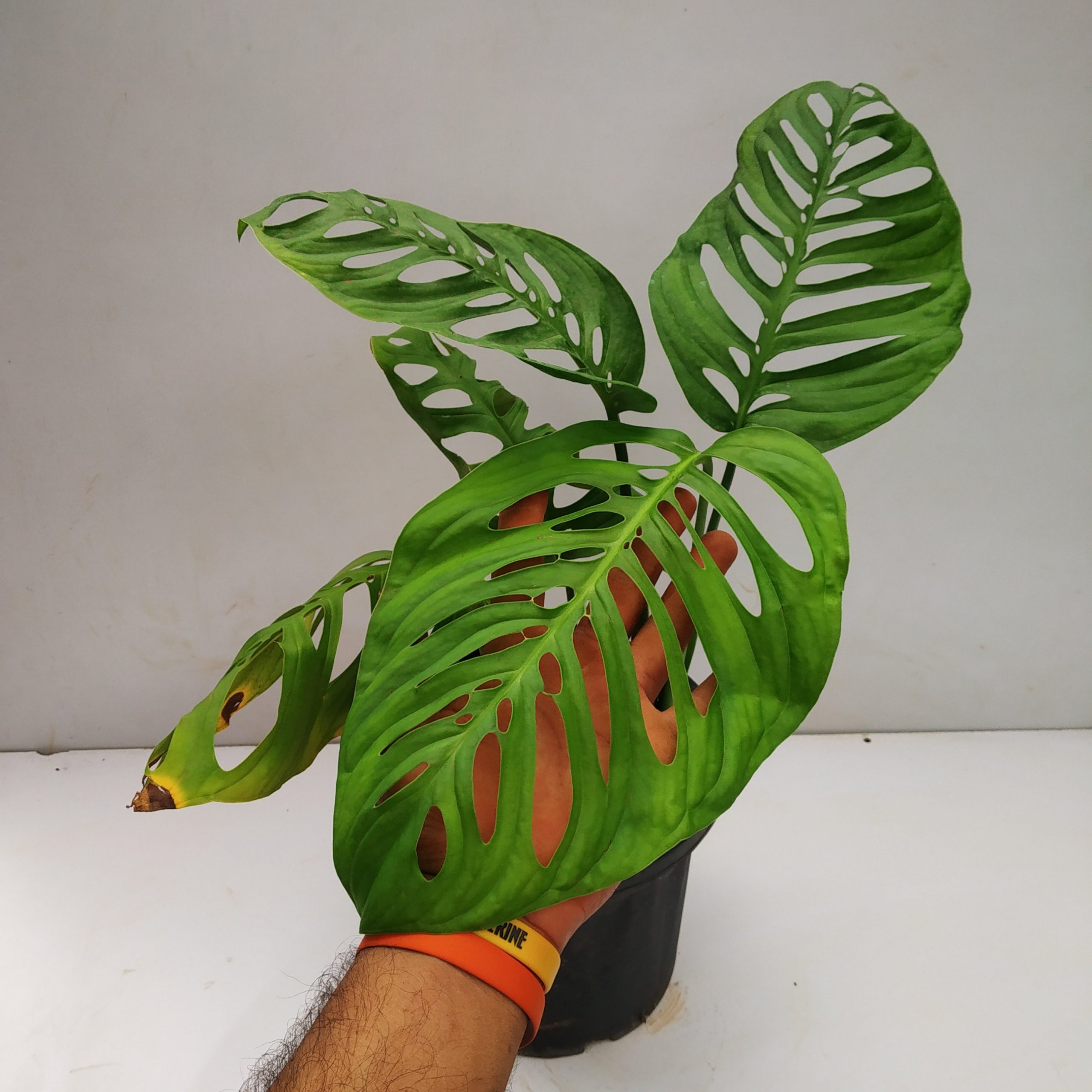 Monstera 'Esqueleto' - NurseryBuy