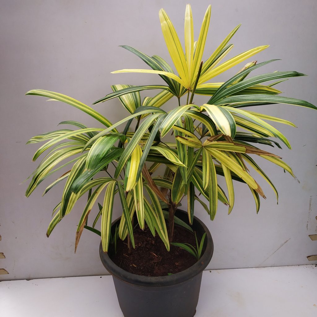 Varigated Rhapis Excelsa (Variegated Lady Palm) - NurseryBuy