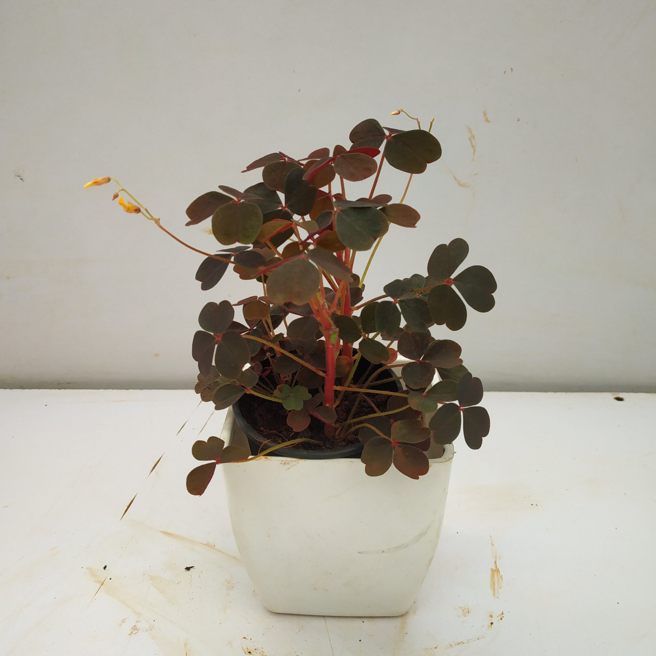 Oxalis Vulcanicola 'Zinfandel' (Mini Oxallis) - NurseryBuy