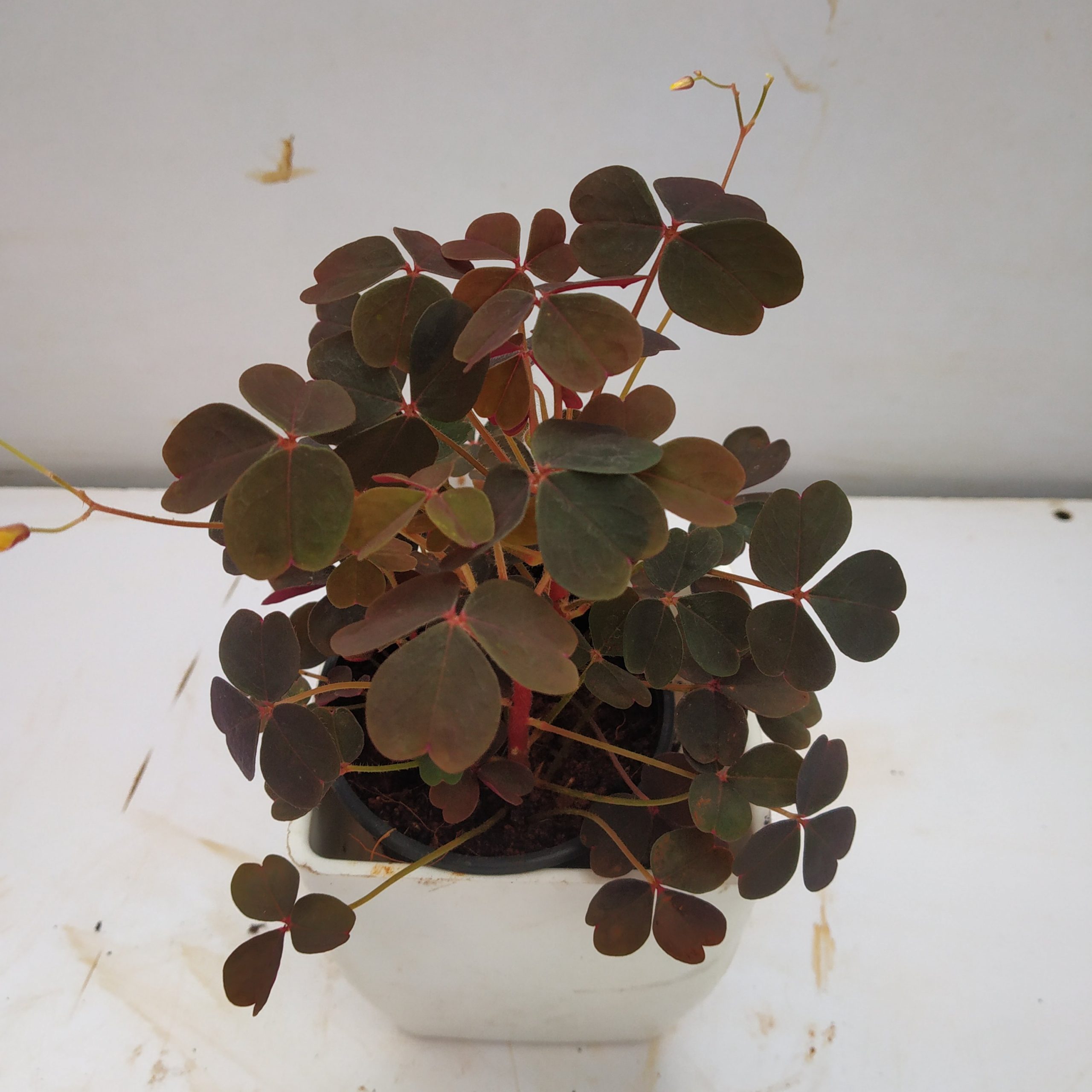 Oxalis Vulcanicola 'Zinfandel' (Mini Oxallis) - NurseryBuy