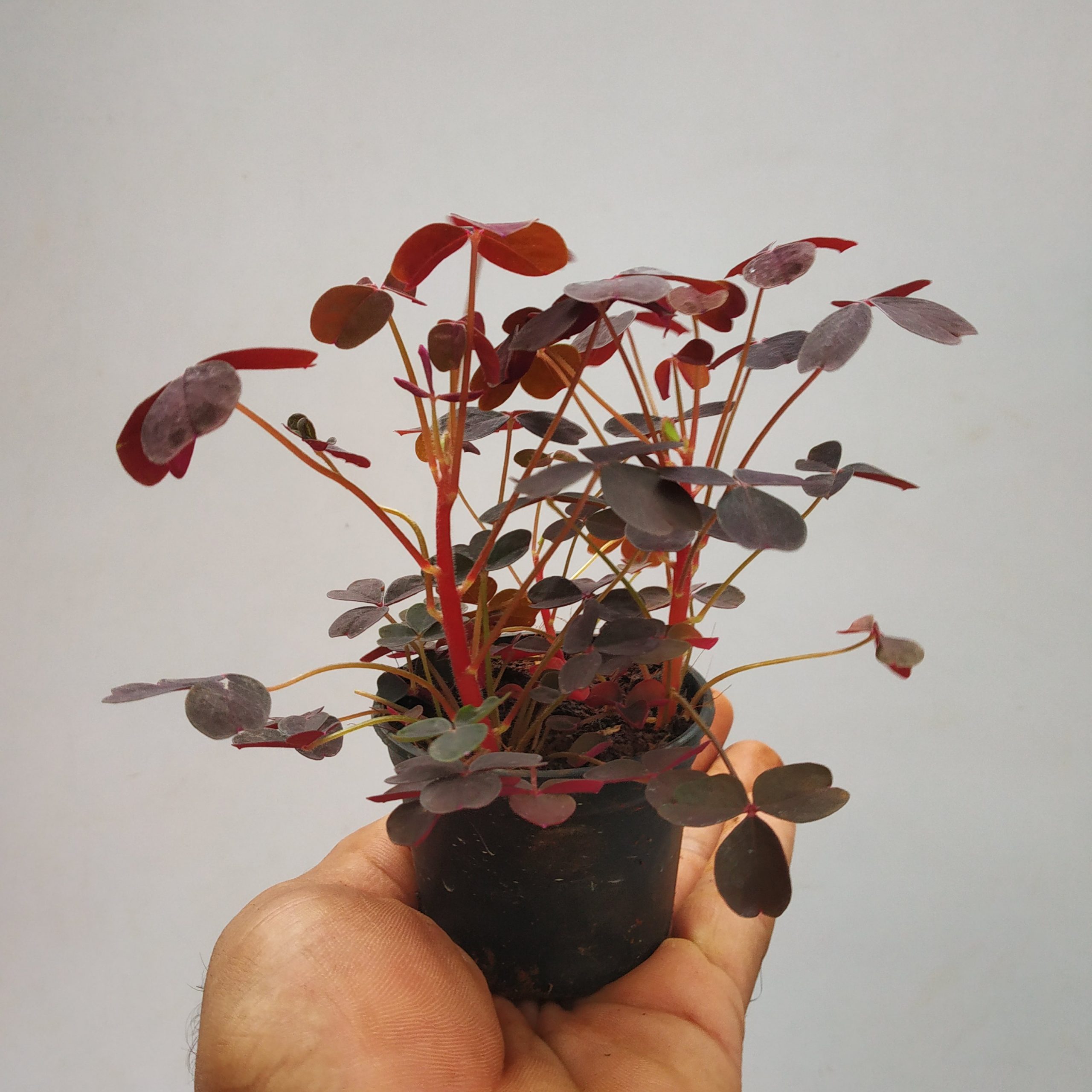 Oxalis Vulcanicola 'Zinfandel' (Mini Oxallis) - NurseryBuy
