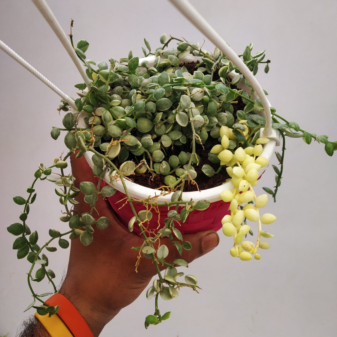Dischidia Nummularia Variegated (String of Nickels) - NurseryBuy
