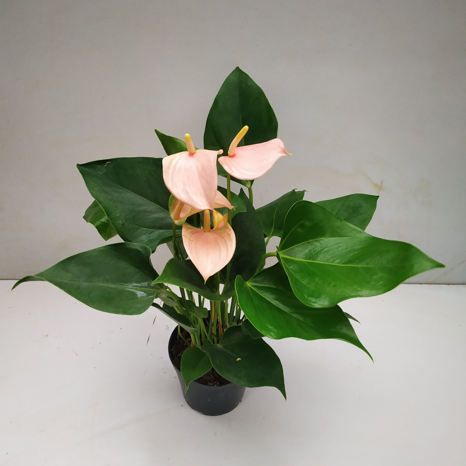 Anthurium 'Exotic Peach' - NurseryBuy