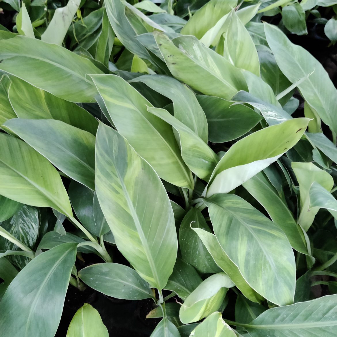 Variegated Banana Plant (Musa Spp) - NurseryBuy