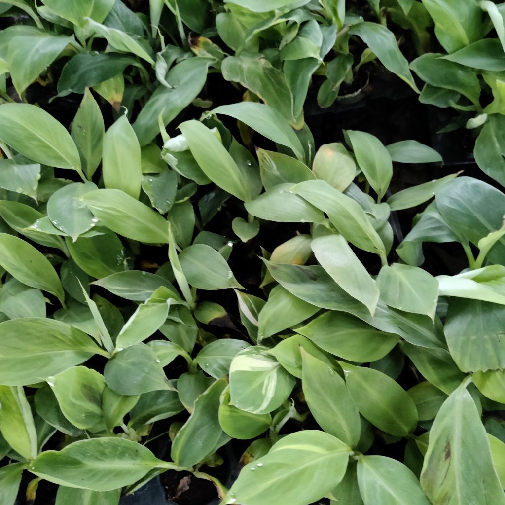 Variegated Banana Plant (Musa Spp) - NurseryBuy