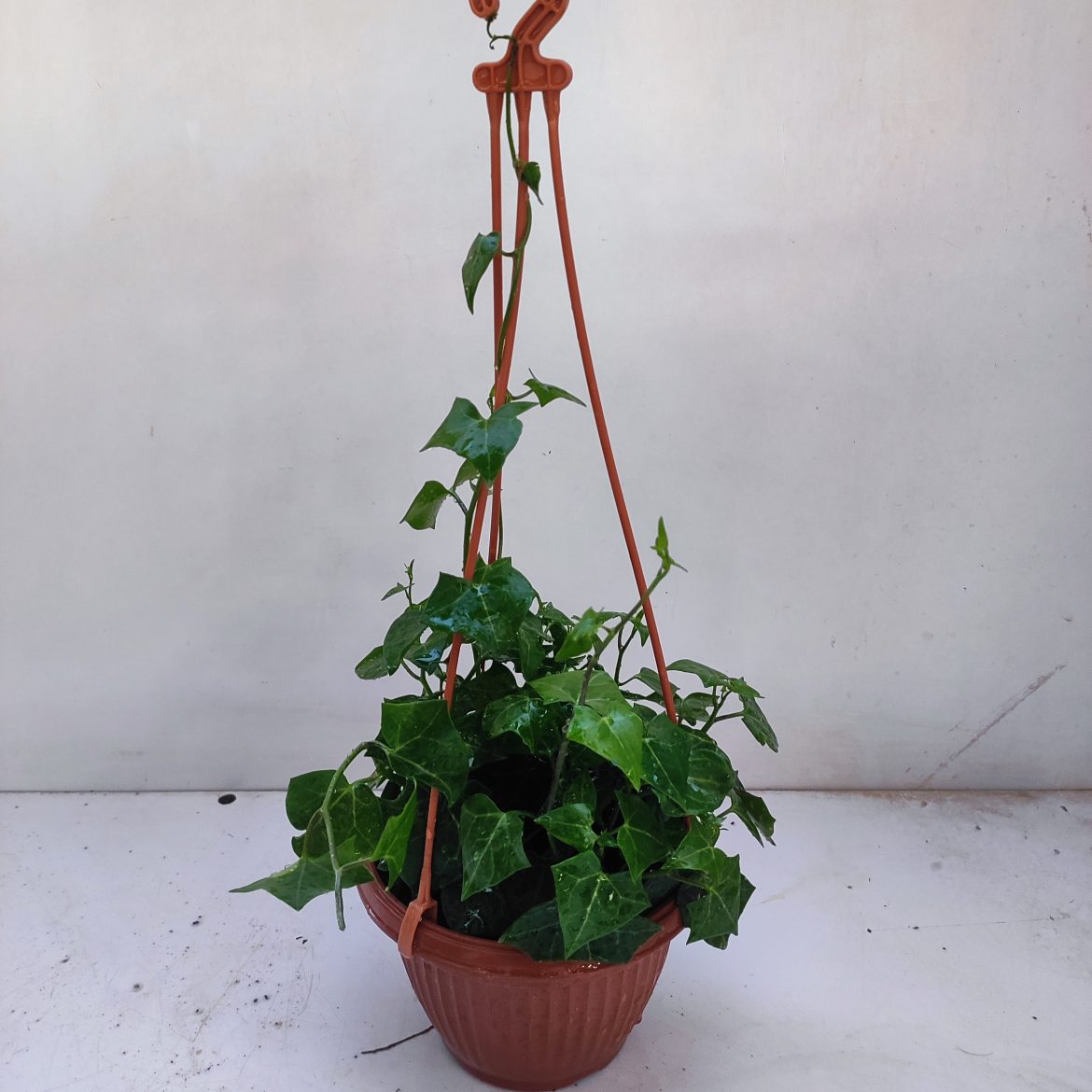 Senecio Macroglossus (Wax Ivy) - NurseryBuy