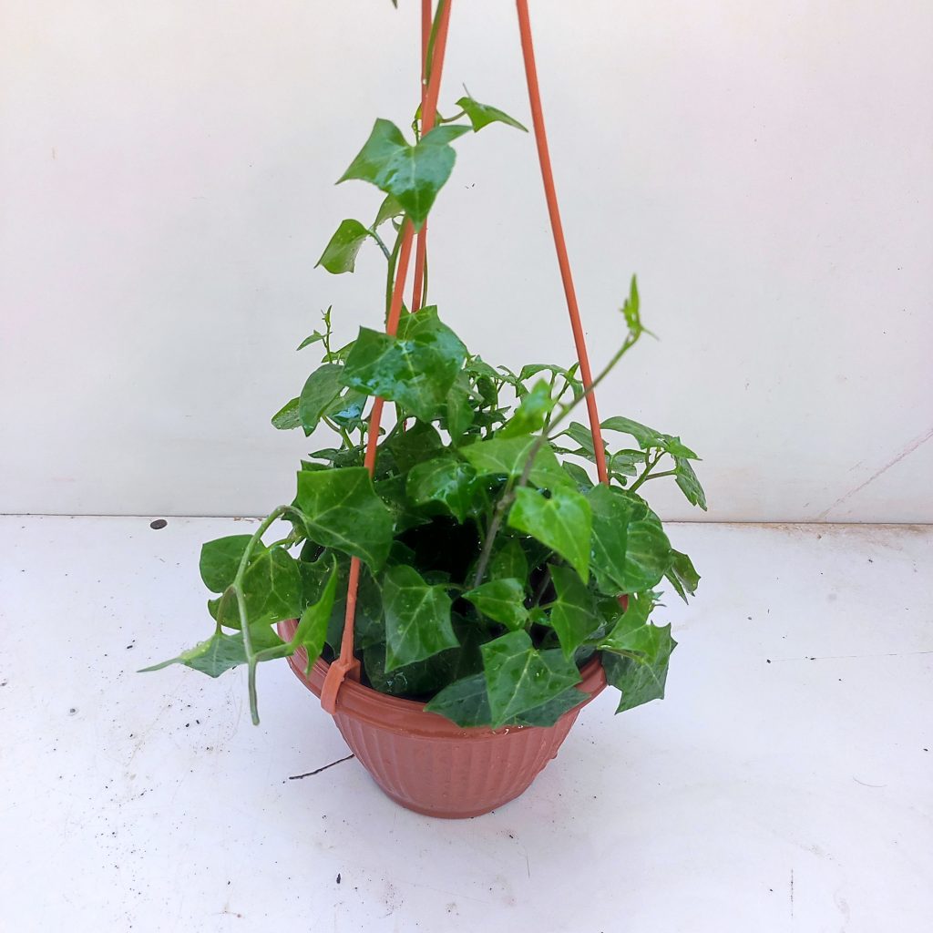 Senecio Macroglossus (Wax Ivy) - NurseryBuy