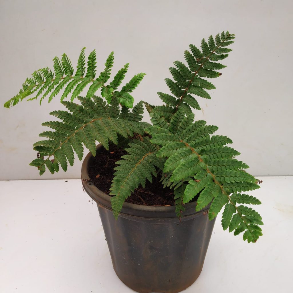 Polystichum Proliferum (Mother Shield Fern) - NurseryBuy