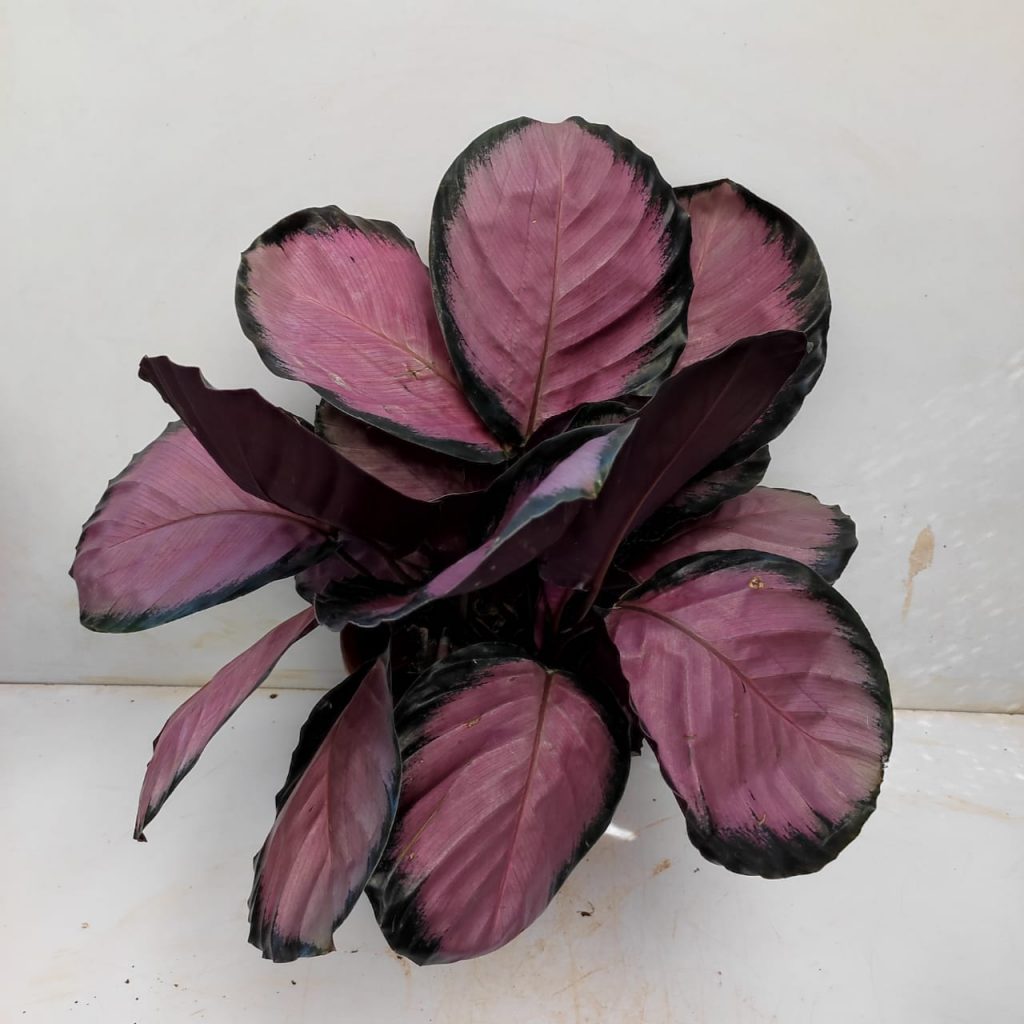 Calathea Picturata 'Crimson' Large - NurseryBuy