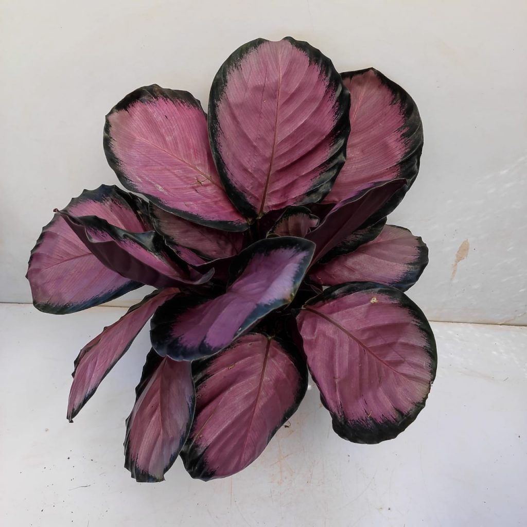 Calathea Picturata 'Crimson' Large - NurseryBuy
