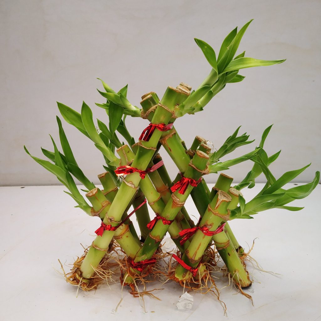 3 Layer Lucky Bamboo Pyramid - NurseryBuy