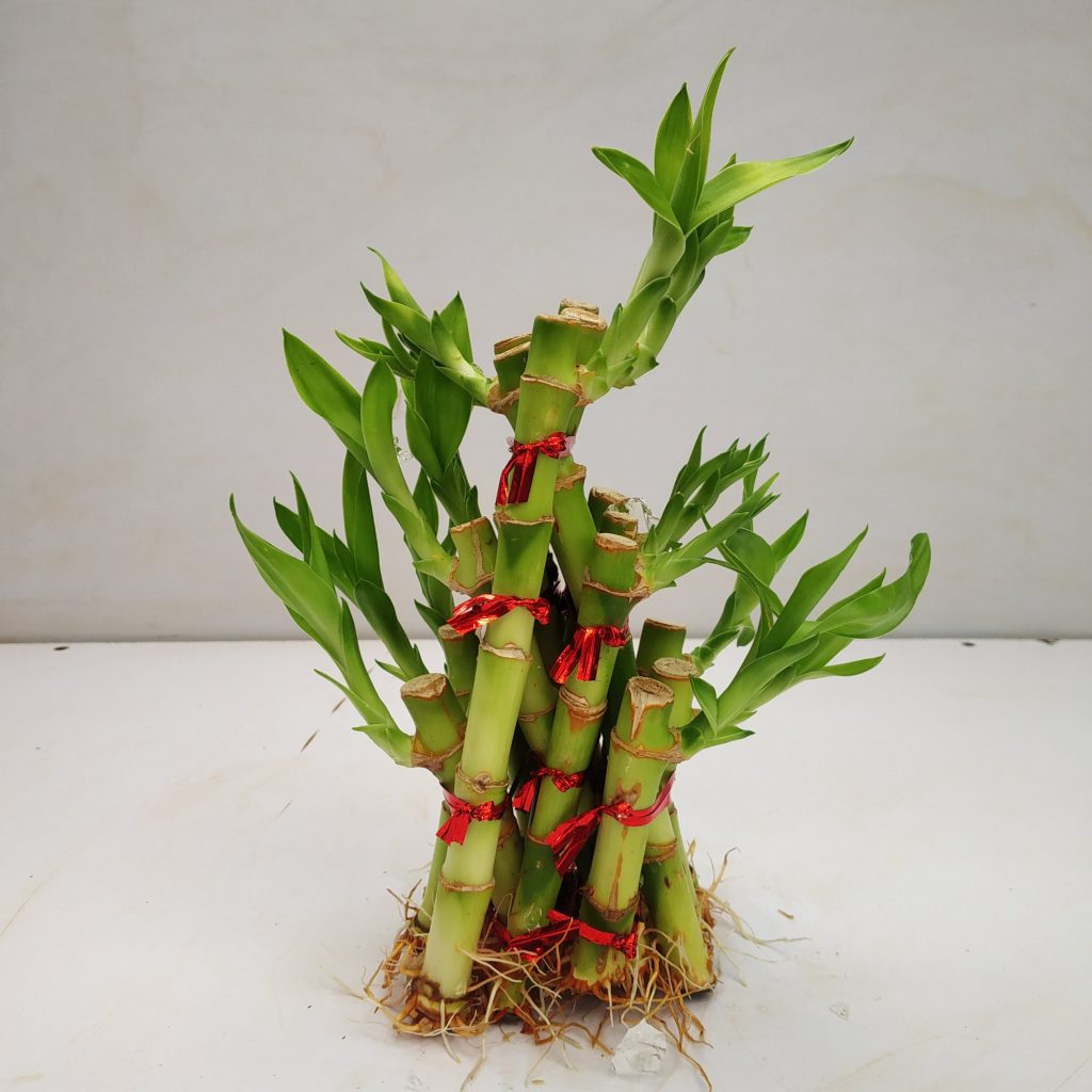 3 Layer Lucky Bamboo Pyramid - NurseryBuy