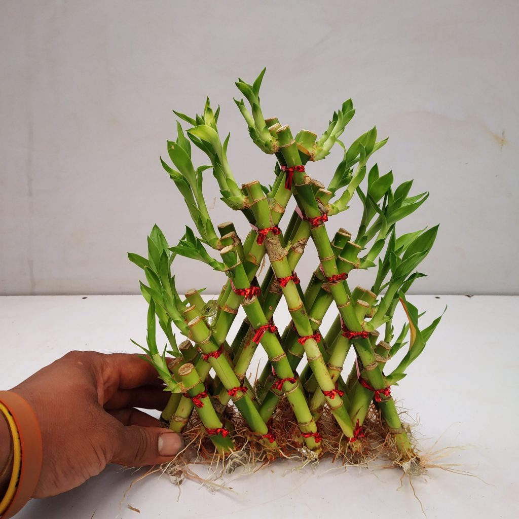 5 Layer Lucky Bamboo Pyramid - NurseryBuy