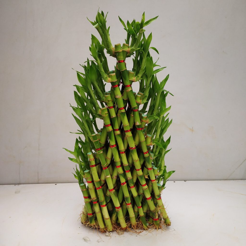 8 Layer Lucky Bamboo Pyramid - NurseryBuy