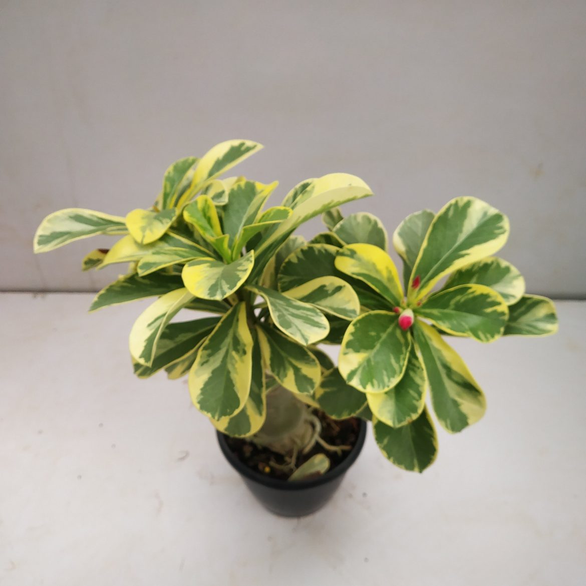 Variegated Adenium Bonsai - NurseryBuy