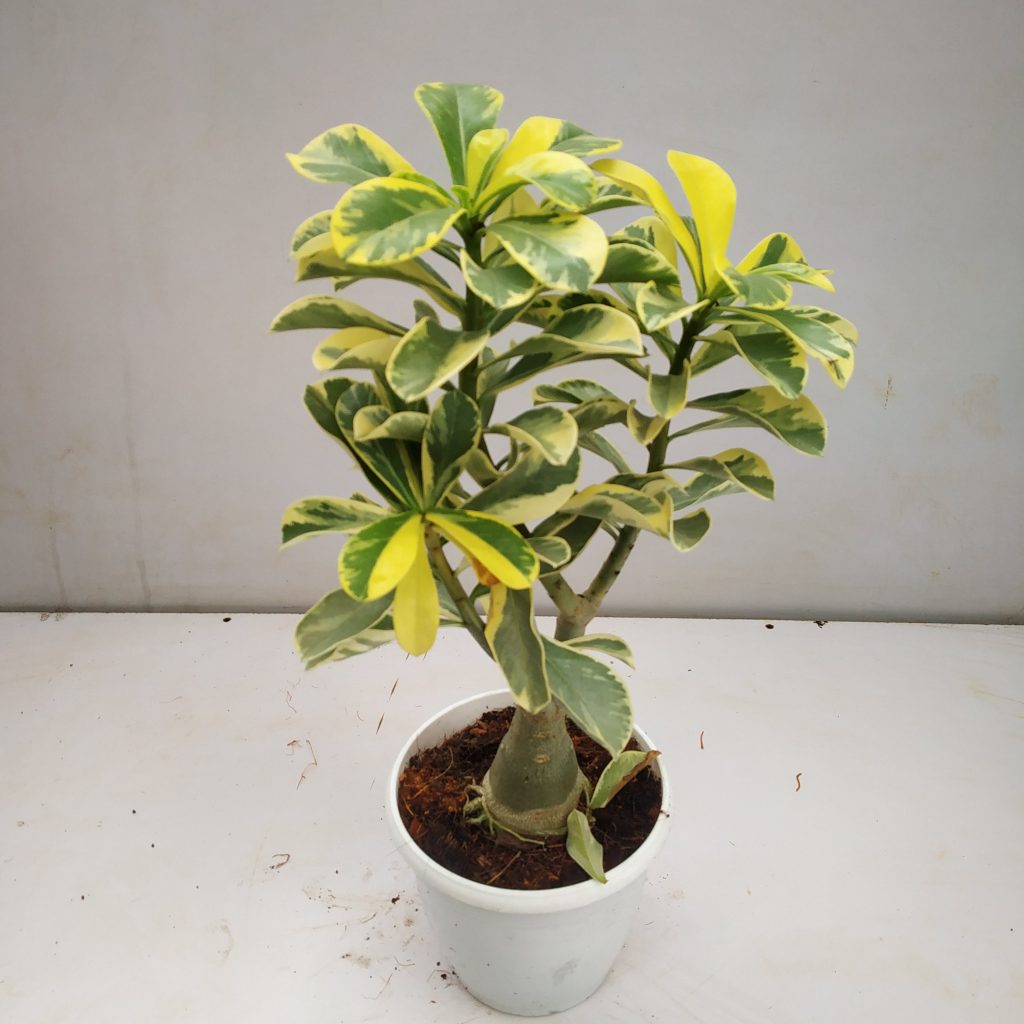 Variegated Adenium Bonsai - NurseryBuy
